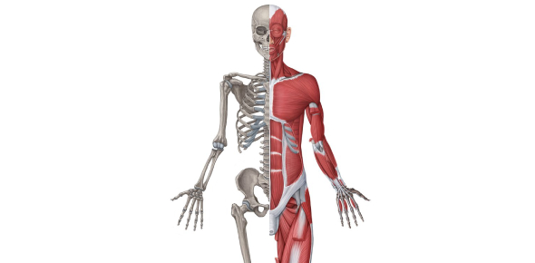 Full Forms Of Musculoskeletal System Abbreviations Quiz - Quiz ...