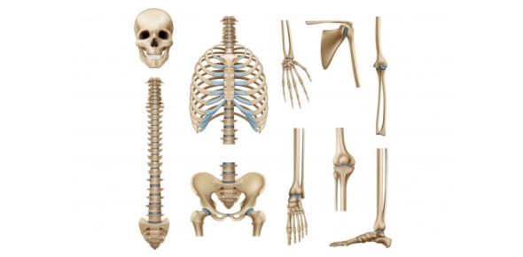 Anatomical Terminology Relative Positions Flashcards Flashcards by ProProfs