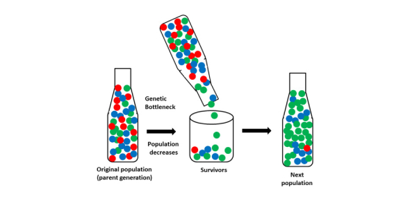 Exploring Genetic Drift and Population Genetics Quiz - Quiz, Flashcards ...