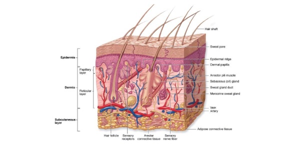 Top Skin Flashcards - ProProfs