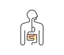 Understanding the Digestive System - Quiz, Flashcards & Trivia